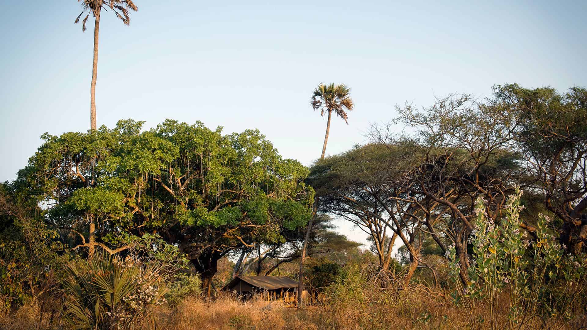 Chada Katavi Camp - Bookings and trips by Safaris and Expeditions