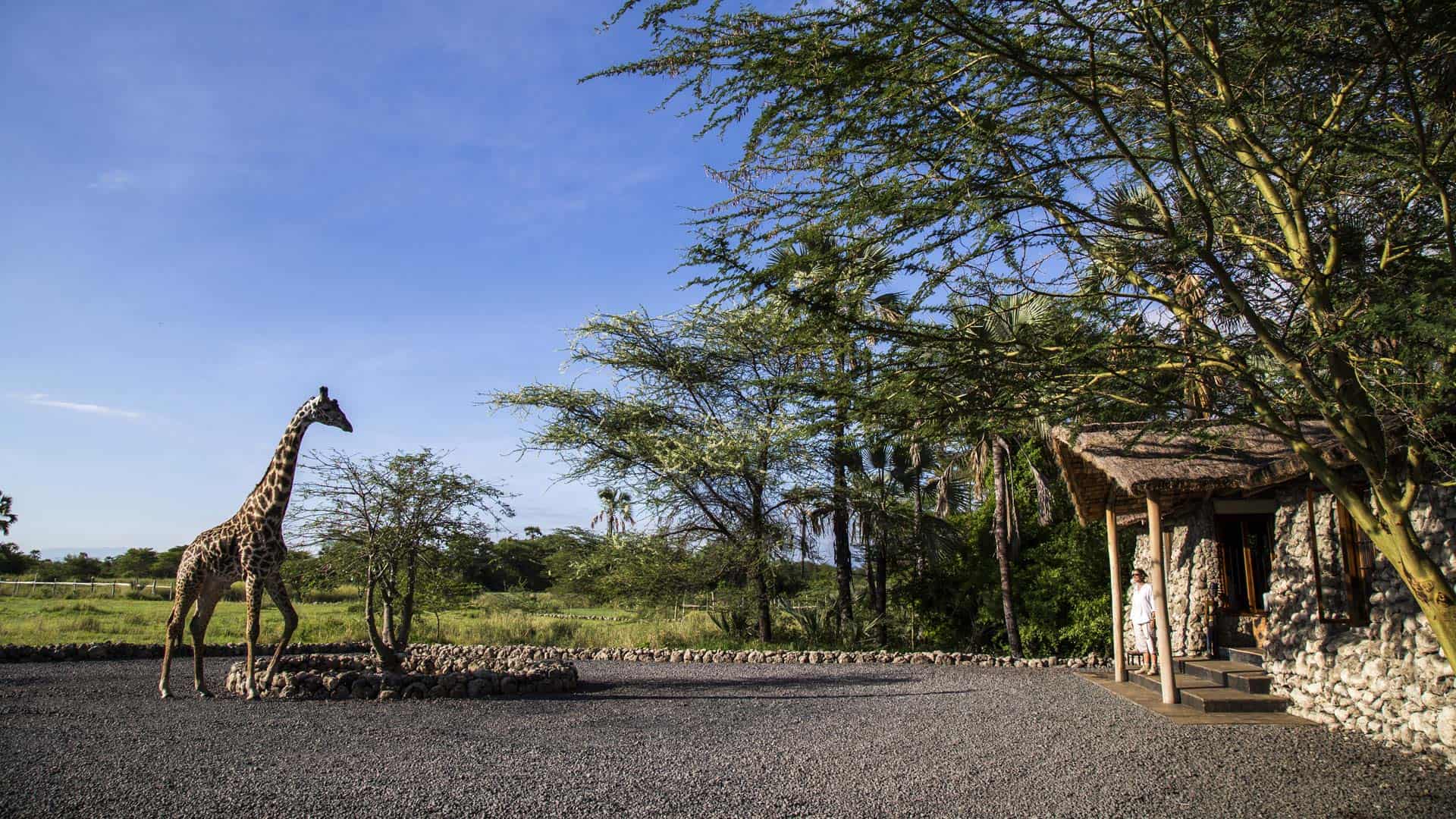 Chem Chem Lodge - Bookings and trips by Safaris and Expeditions