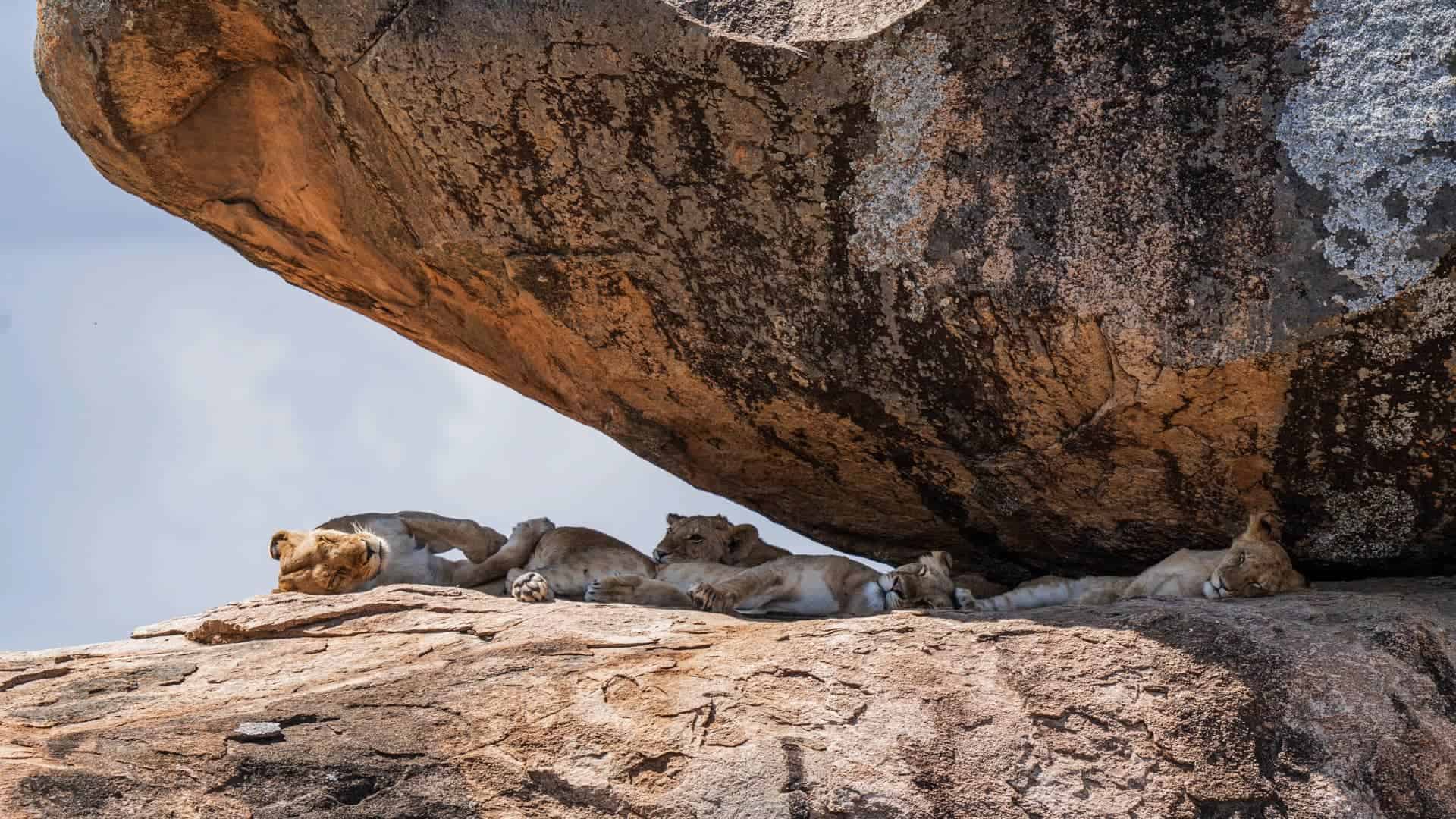 Visiting Migration Camp - Safaris and Expeditions